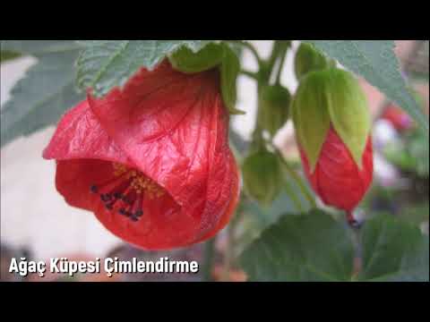 Ağaç Küpesi Çiçeği Çimlendirme - Küpe Çiçeği Çoğaltma