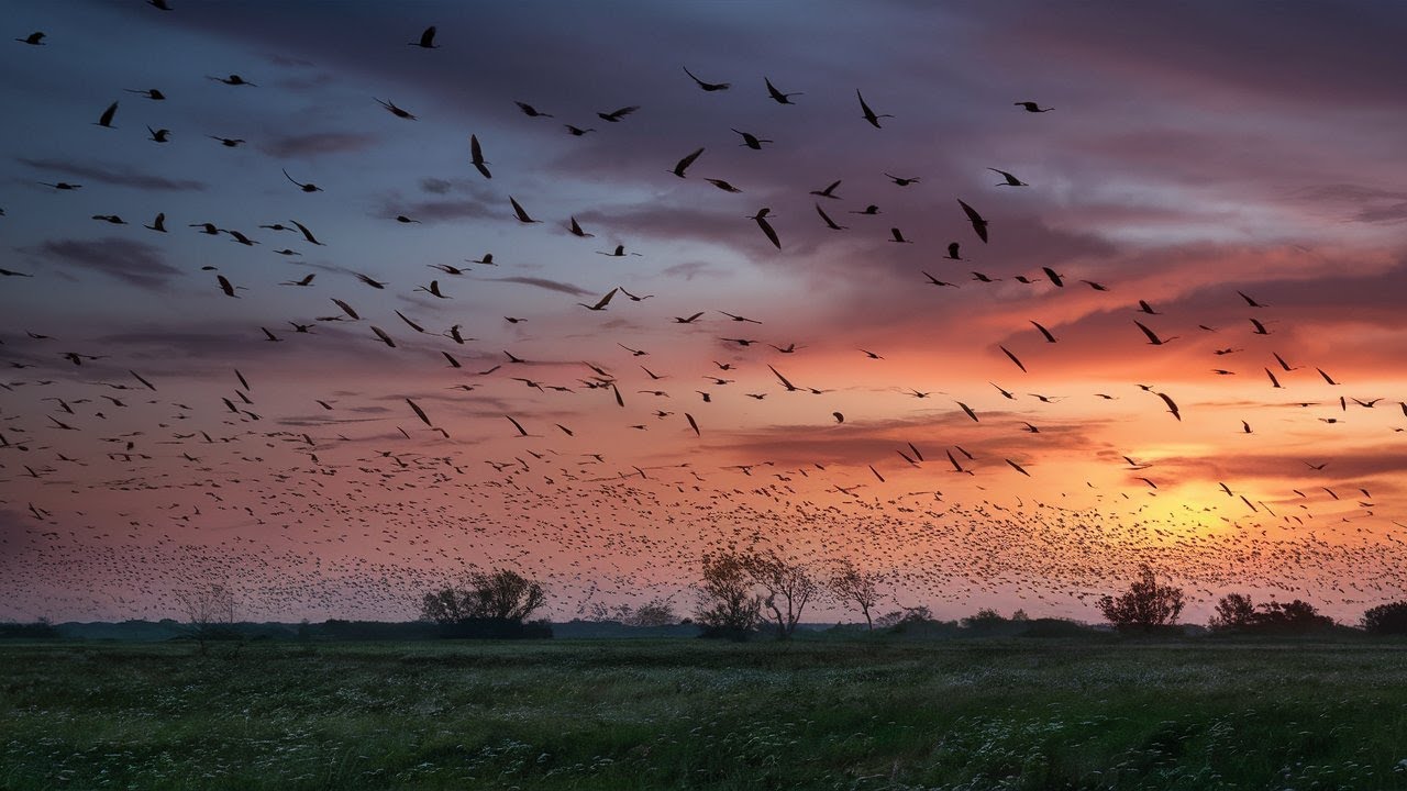 Texas Bird Migration: How You Can Help Birds Fly Safely - YouTube