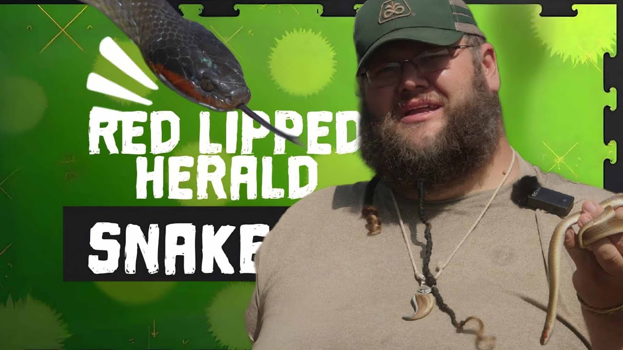 Red Lipped Herald - YouTube