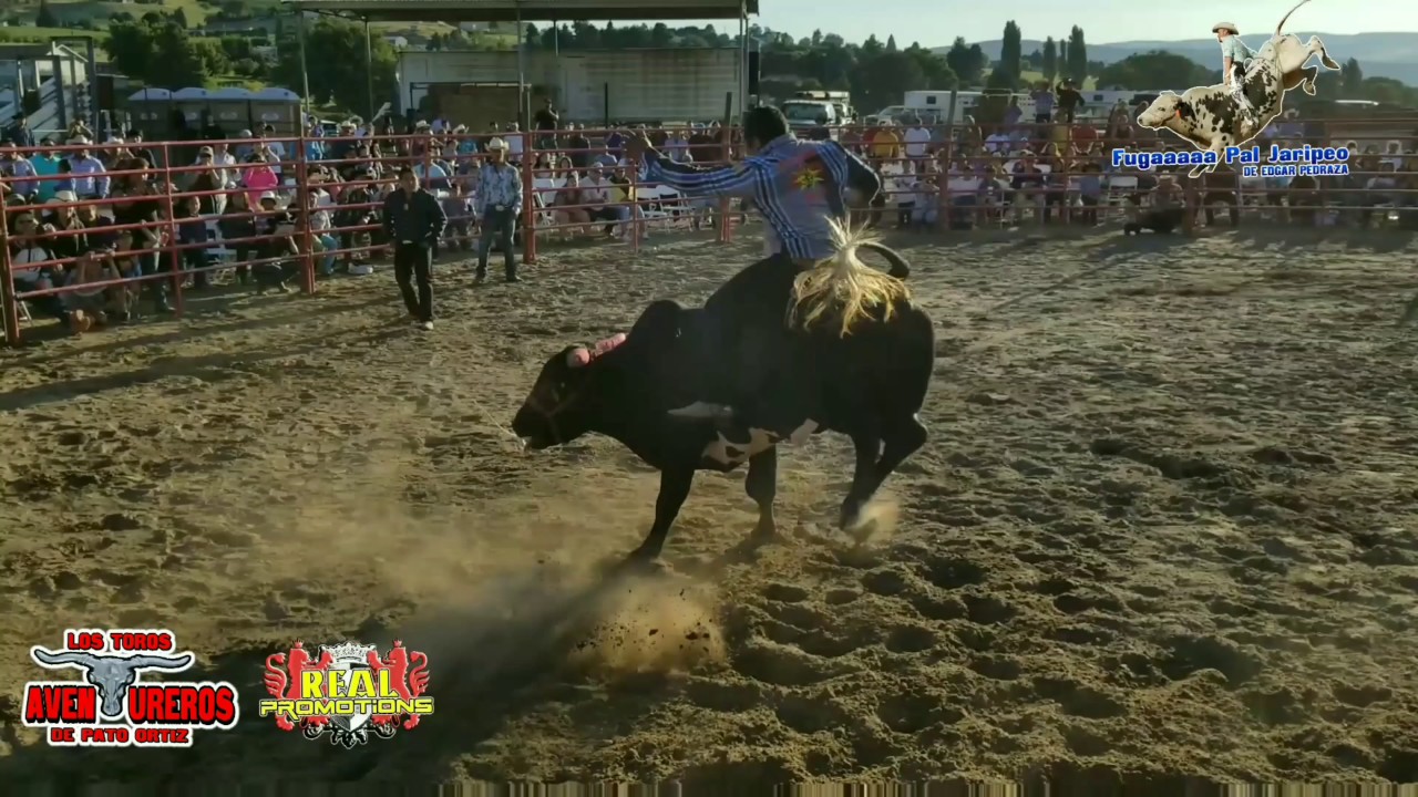 LOS TOROS AVENTUREROS DE PATO ORTIZ DE CHARO - YouTube