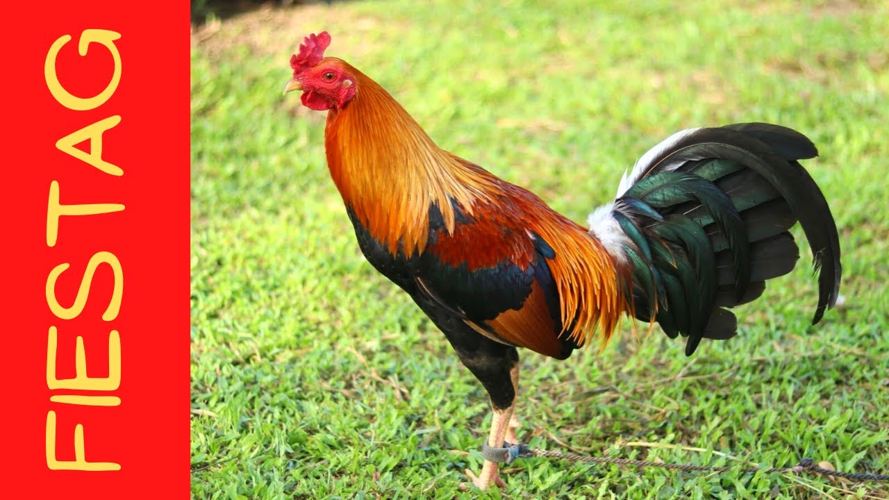 Joey Salangsang | Beautiful Rooster from Polomolok South Cotabato ...