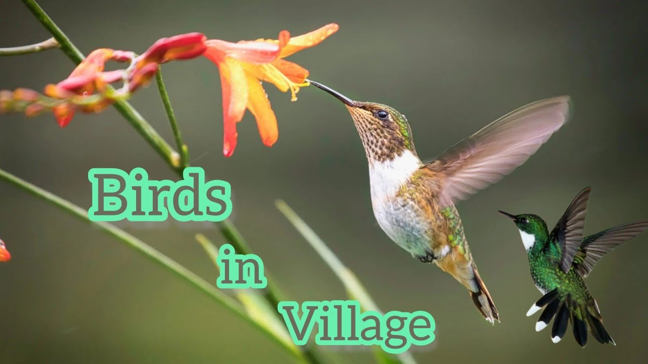 Birds in village| beautiful little bird in primitive. - YouTube