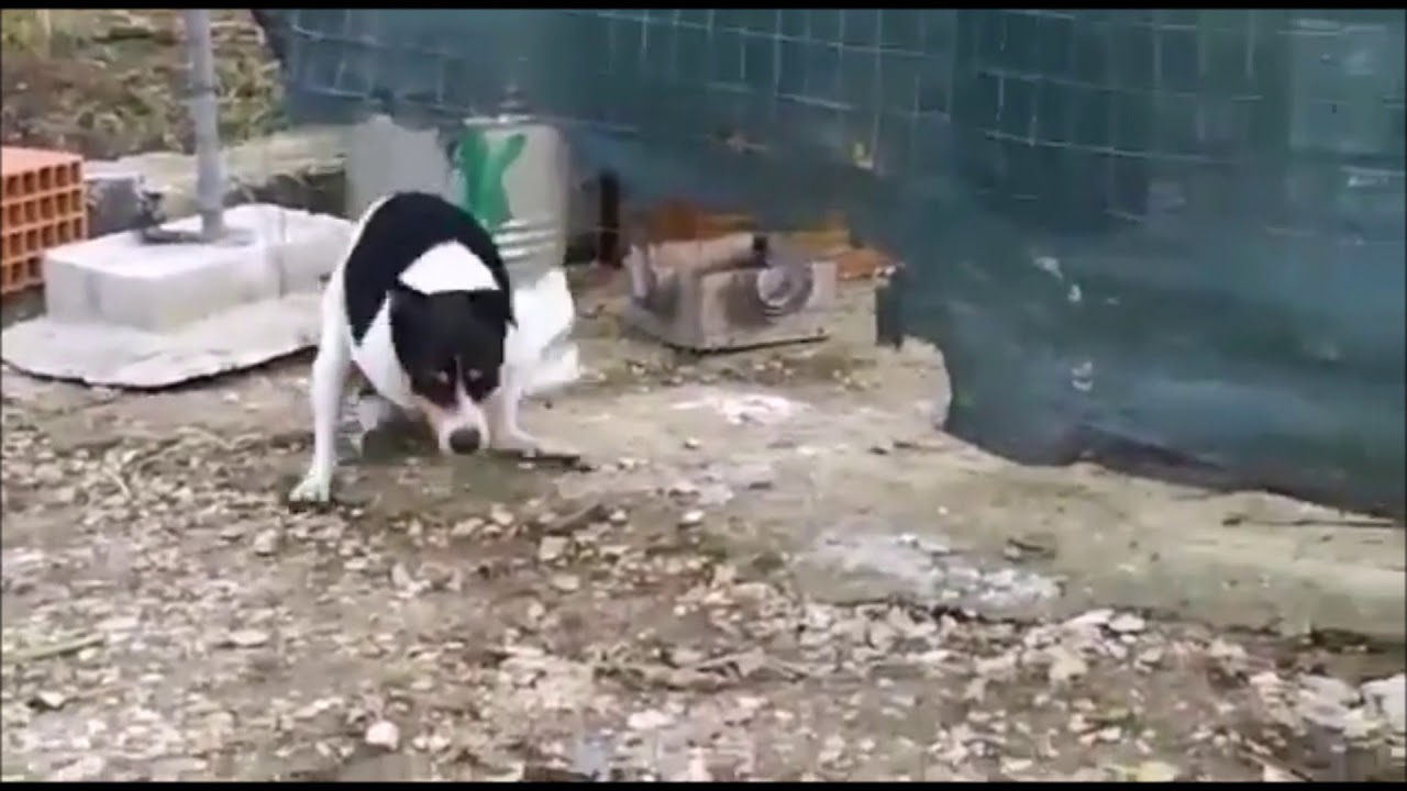 X File Dog - YouTube