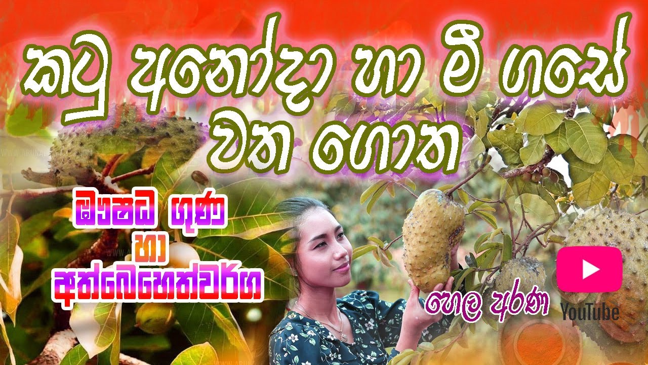 කටු අනෝදා හා මී ගසේ වත ගොත #madhucase longifolia Sri Lanka #කටු අනෝදා# ...