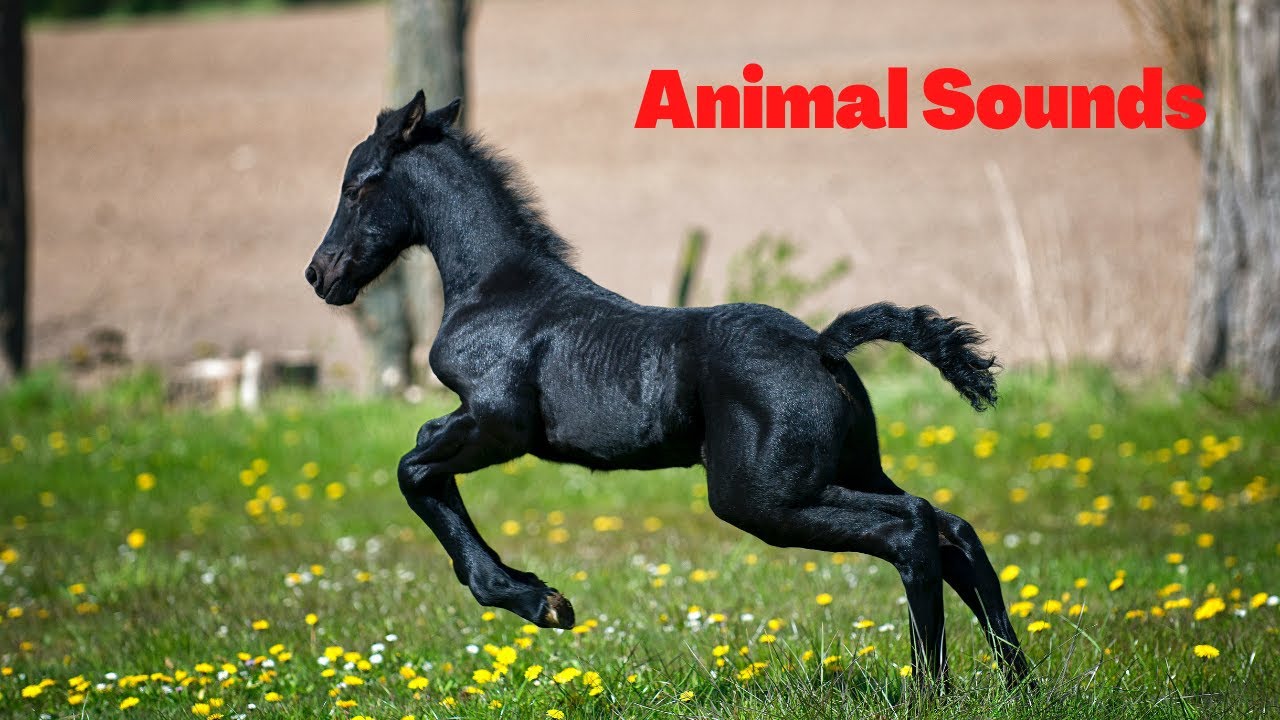 Animal Sounds for Children (10 Amazing Animals) #animalsounds # ...