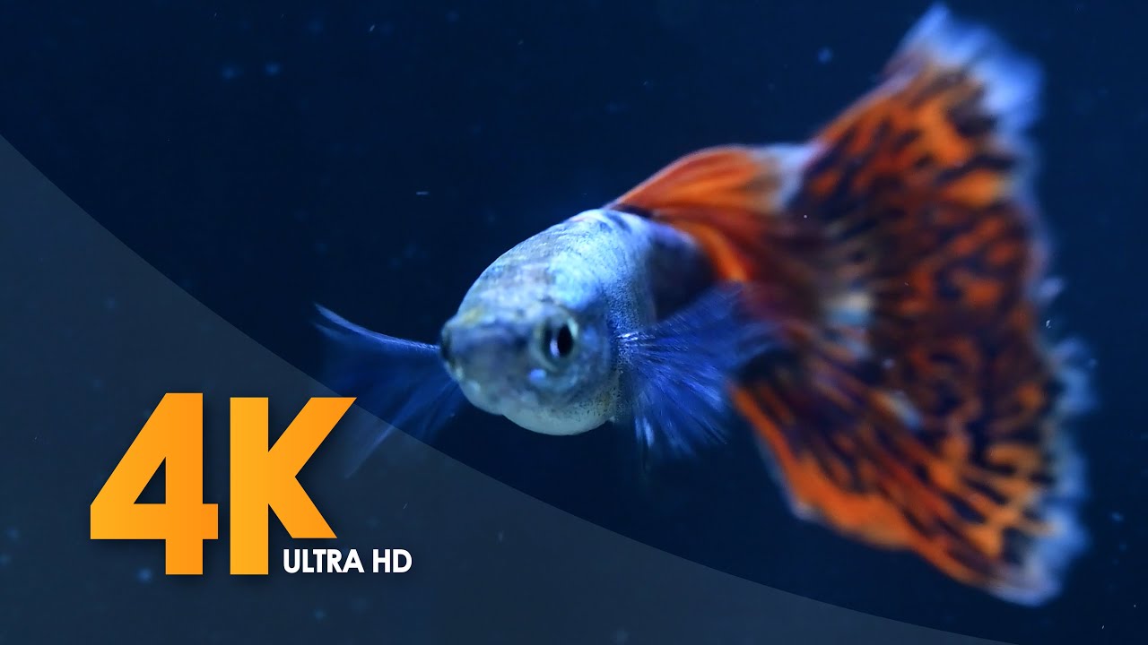 4K Small Fish Relaxing Sleep Meditation - YouTube