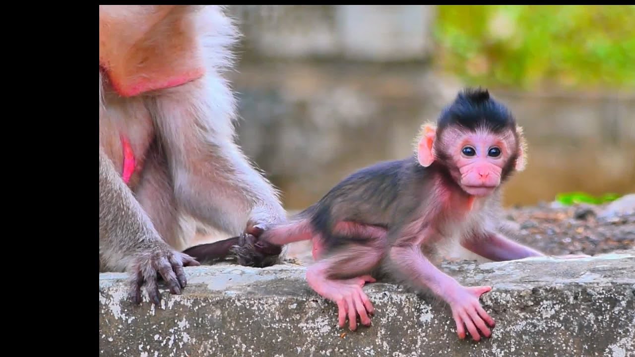 Awesomely! Mom control baby by grabbing tail she is really love her ...