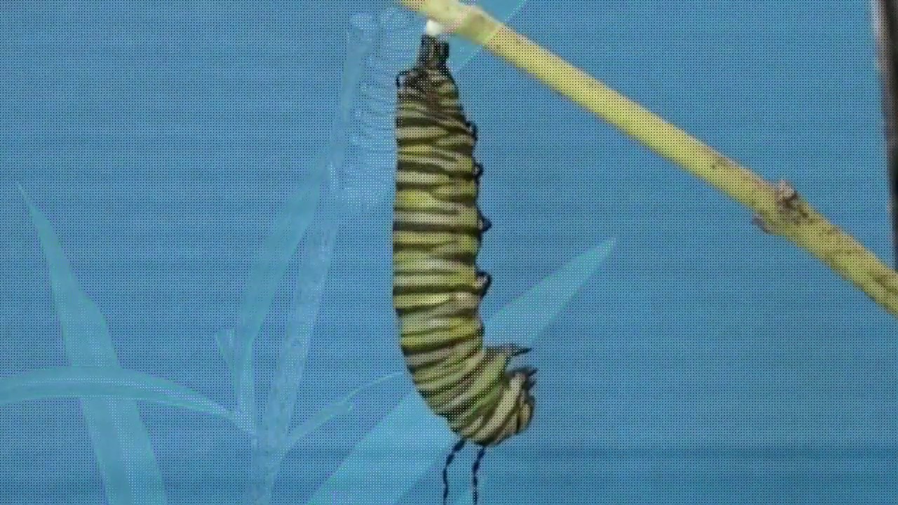 Caterpillar to butterfly - YouTube