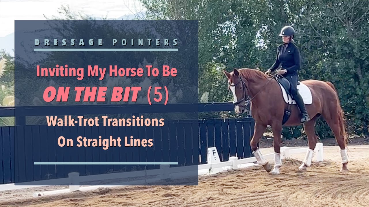 Inviting My Horse To Be ON THE BIT (5) Walk-Trot Transitions On ...