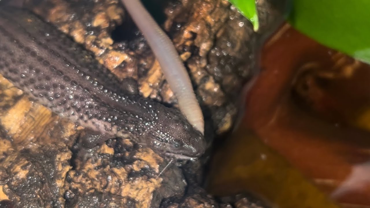 Bornean Earless Monitor: First impressions and enclosures # ...