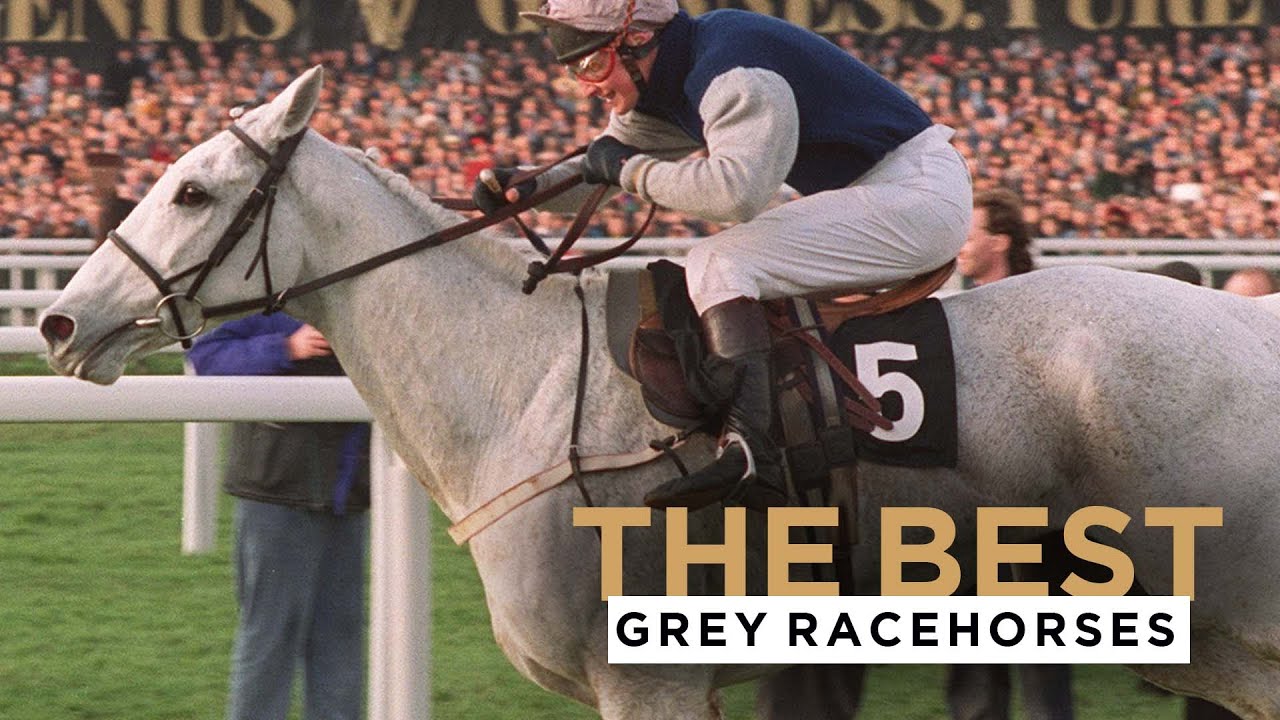 Grey Thoroughbred Racing