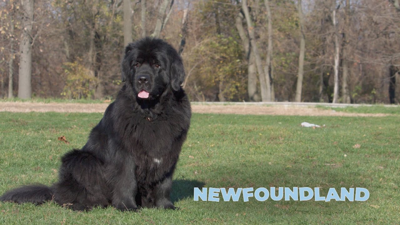 Newfoundland Dog Breed Information [4k Video] - YouTube