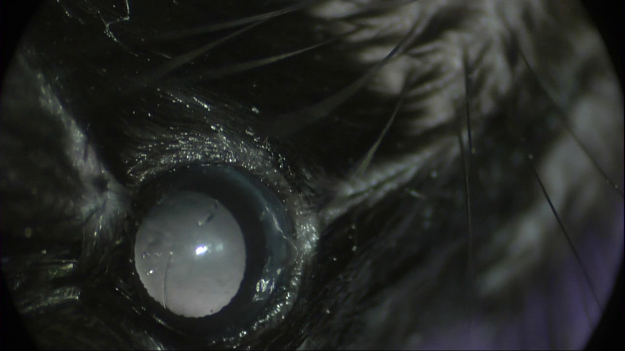 Mouse Subretinal Injection - YouTube