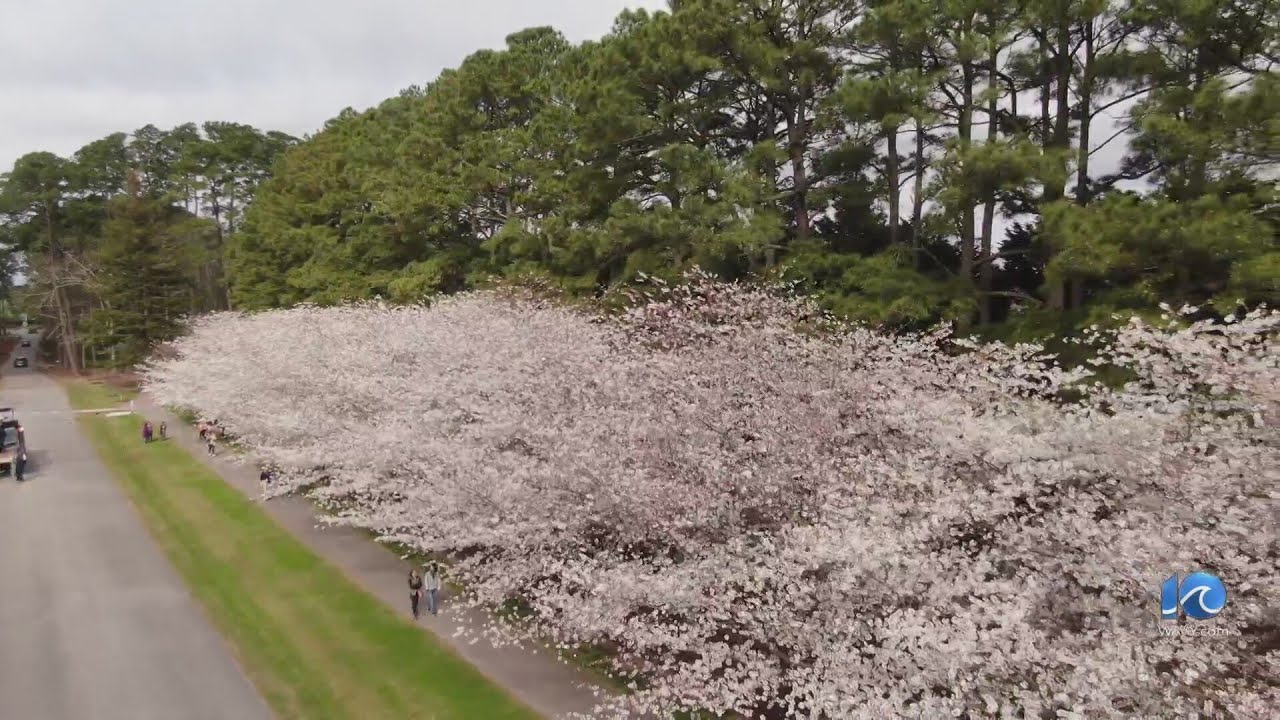 VA Beach Cherry Blossoms near peak bloom - YouTube