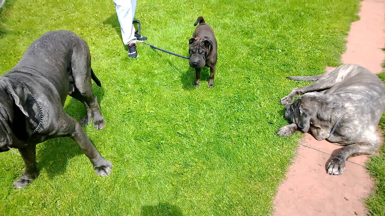 SHARPAE ATTACKS LARGE NEAPOLITAN MASTIFF - YouTube