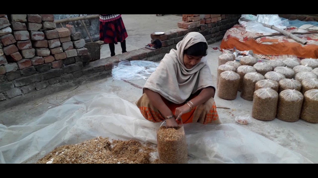 MUSHROOM CULTIVATION BY JEEVIKA DIDI - YouTube
