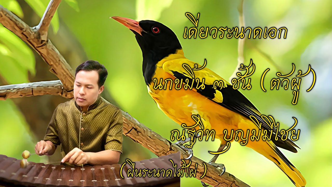 เดี่ยว นกขมิ้น ๓ ชั้น - ณัฐวิท บุญมีมีไชย Solo Ra Nard-Ek - Nok Kamin - Nathavit Enjoy Thai ...