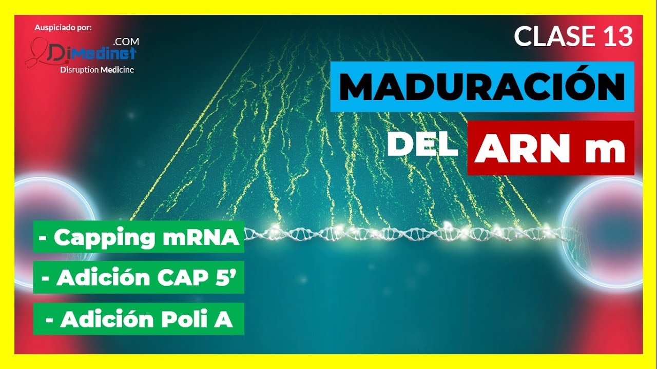 🟢 CLASE 13: MADURACIÓN del ARN mensajero (Casquete ARN m, Colas poli A ...