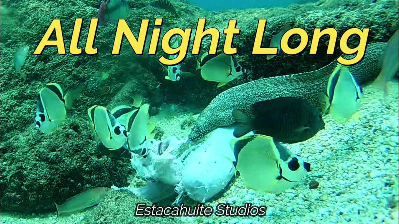 All Night Long * Watch this eel dance! And then keep on dancin ...