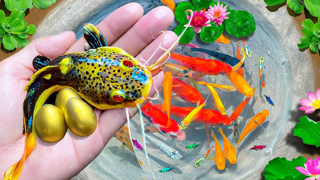 Amazing Catch Strange Fish In Tiny Ponds, Koi Fish, Butterfly Fish ...