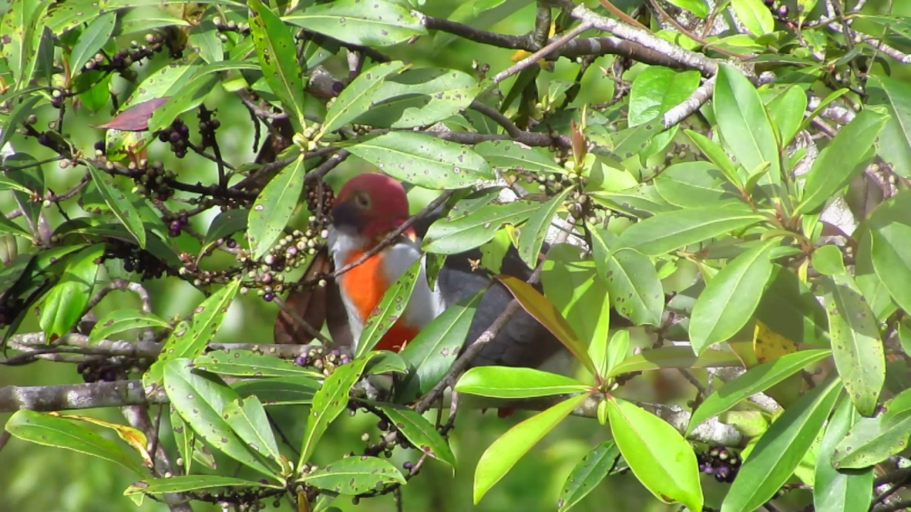 Flame-breasted Fruit Dove in Bontoc, Mountain Province. Jan. 24, 2017 ...