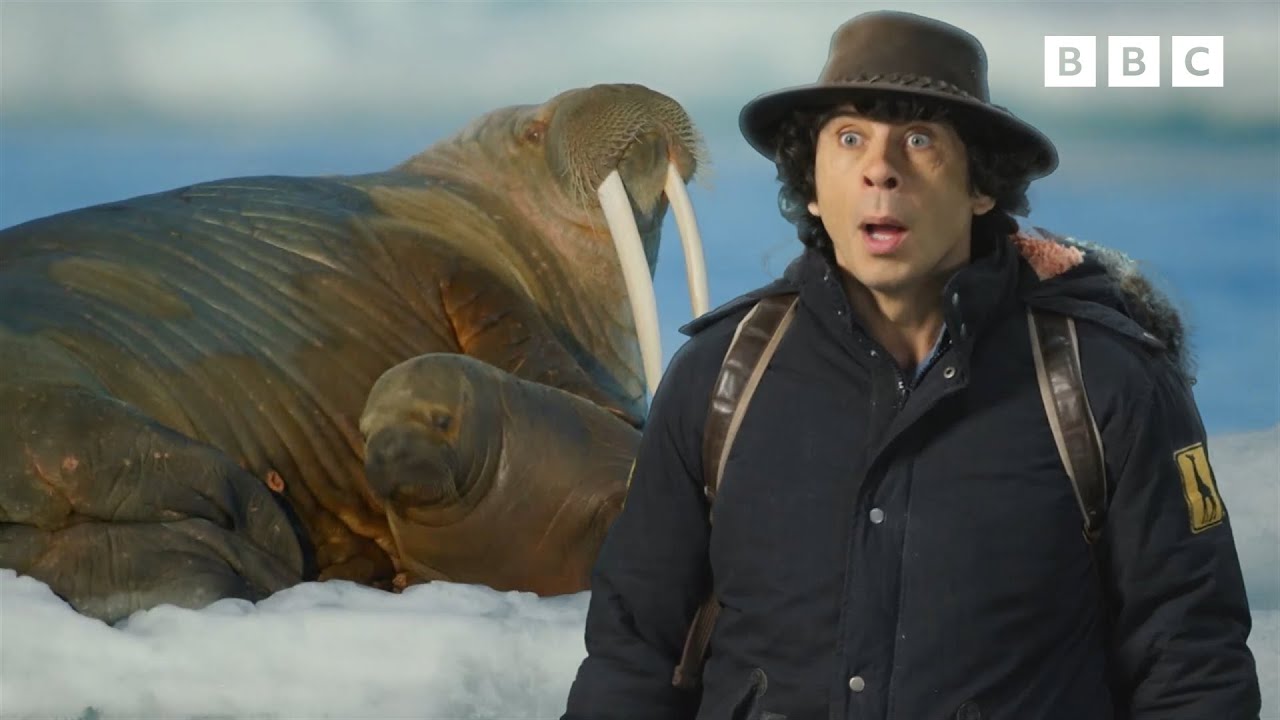 Andy and the Walrus Pups | Aquatic Adventures | Andy's Amazing ...