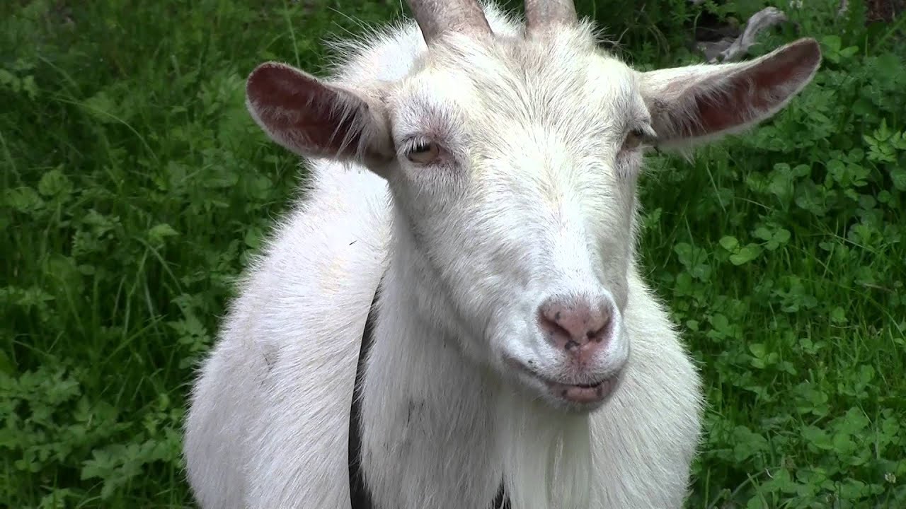 Capretta bianca in località Palma, Val di Zoldo (BL) - YouTube