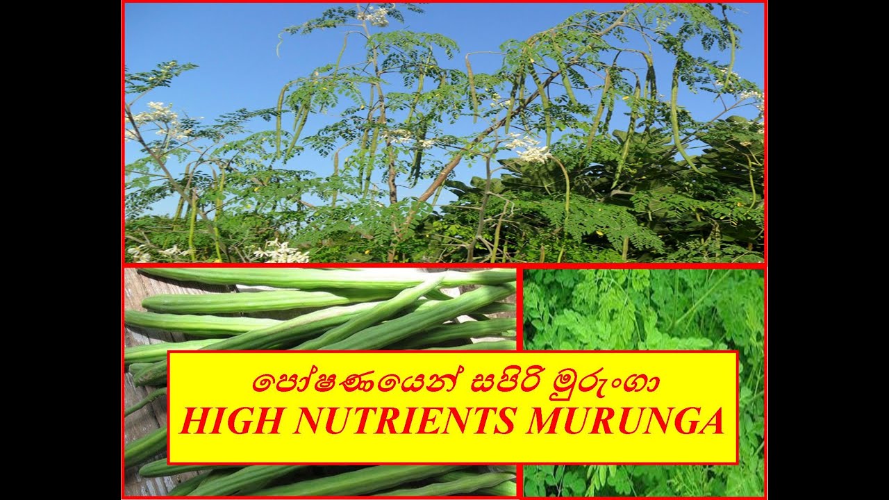 Murunga/Moringa/Drum Stick /Oleifera/Sri Lanka - YouTube