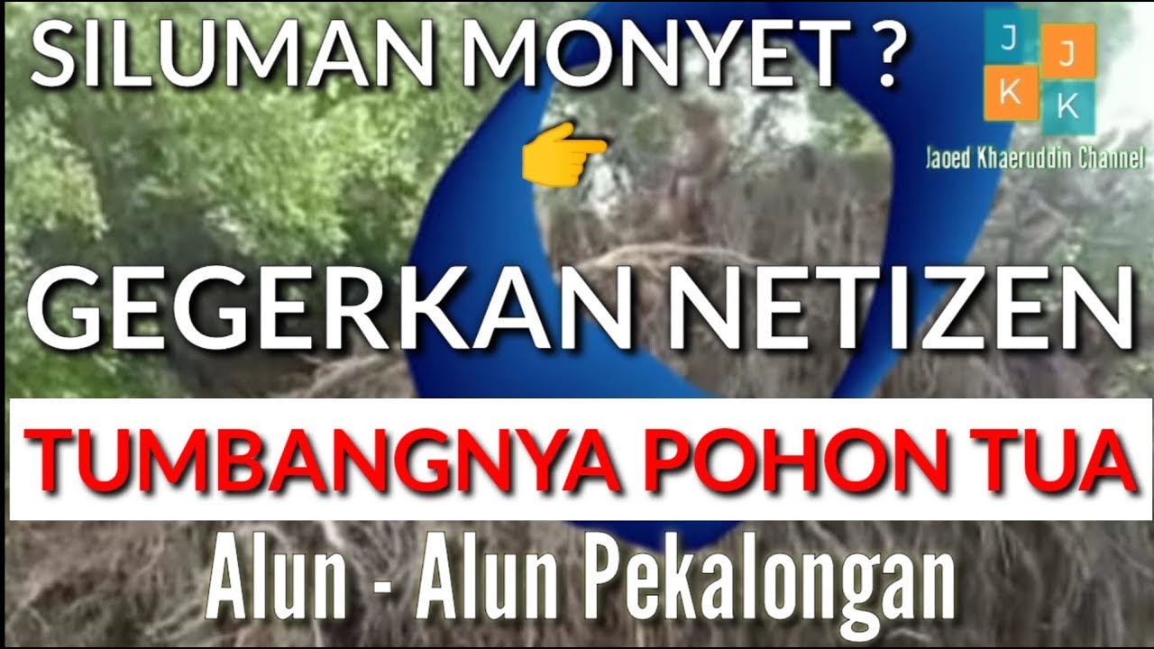 Siluman Monyet Tertangkap Kamera, Tumbangnya Pohon Tua Alun-Alun ...