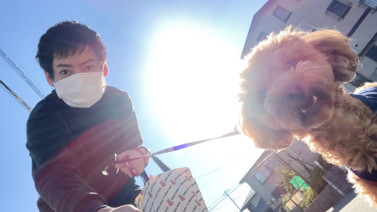 【トイプードル】童心に返って愛犬と遊んでみた！【お散歩】 - YouTube