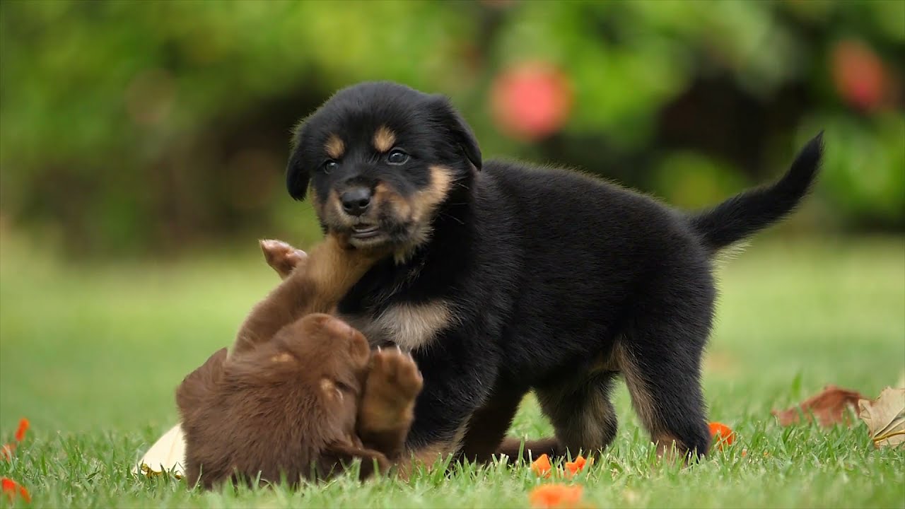 Cute dogs playing together | Cute little dogs playing | playing with ...