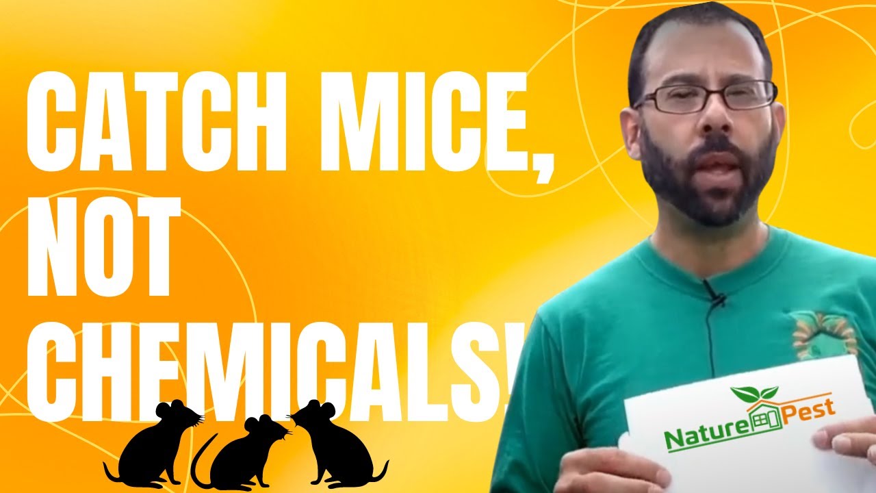 Eco Friendly Mouse Traps How to Use Glue Boards - YouTube