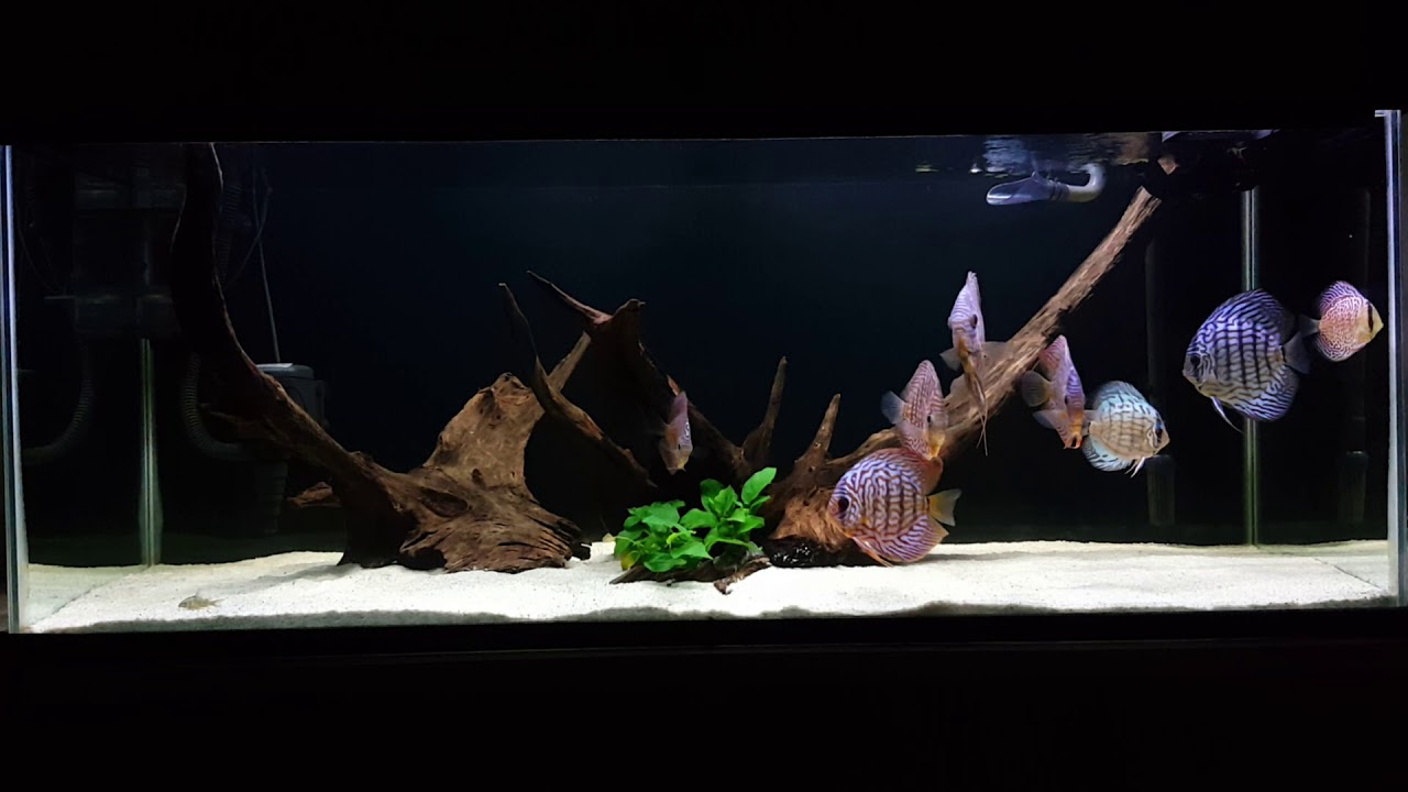 Simple discus tank setup - YouTube