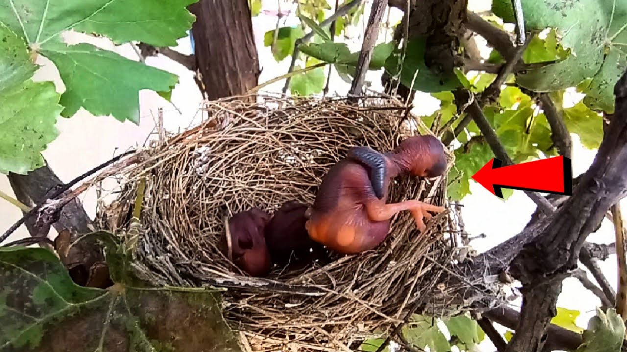 The baby bulbul came out of the nest || Animals and Birds - YouTube
