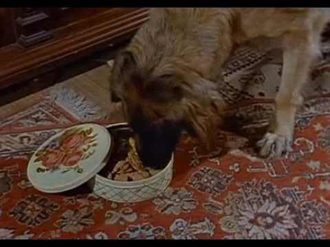 NEWW!!  Kartoffeln mit Stippe 1 Saga, BRD CH