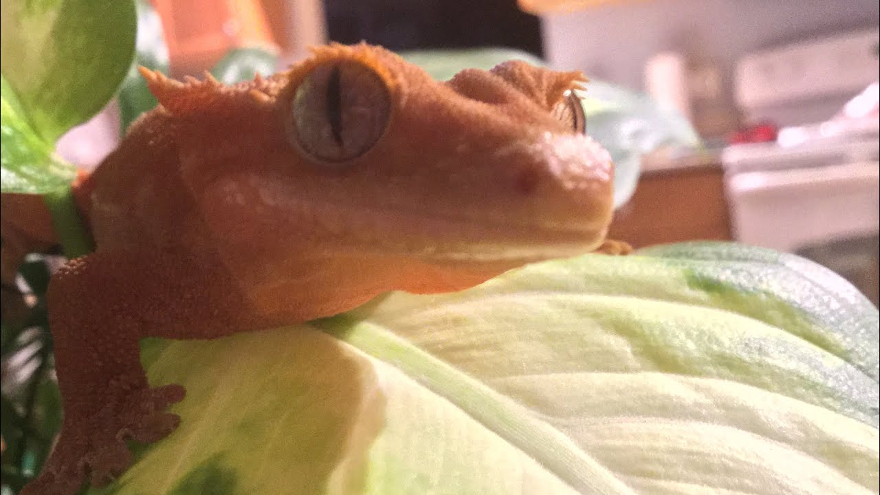 Lizard Ninja Warrior S1 : E2 - YouTube