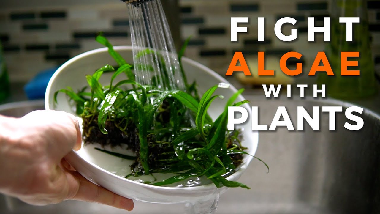 Spruce Up Your Tank By Adding Java Ferns Glued to Rocks - YouTube