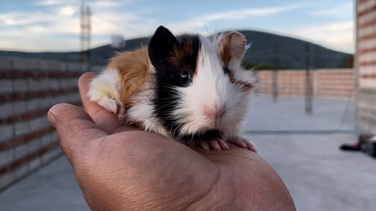 Adoptamos un cuyito 🐹 que nombre sera que le queda ️ cuyo de tres ...