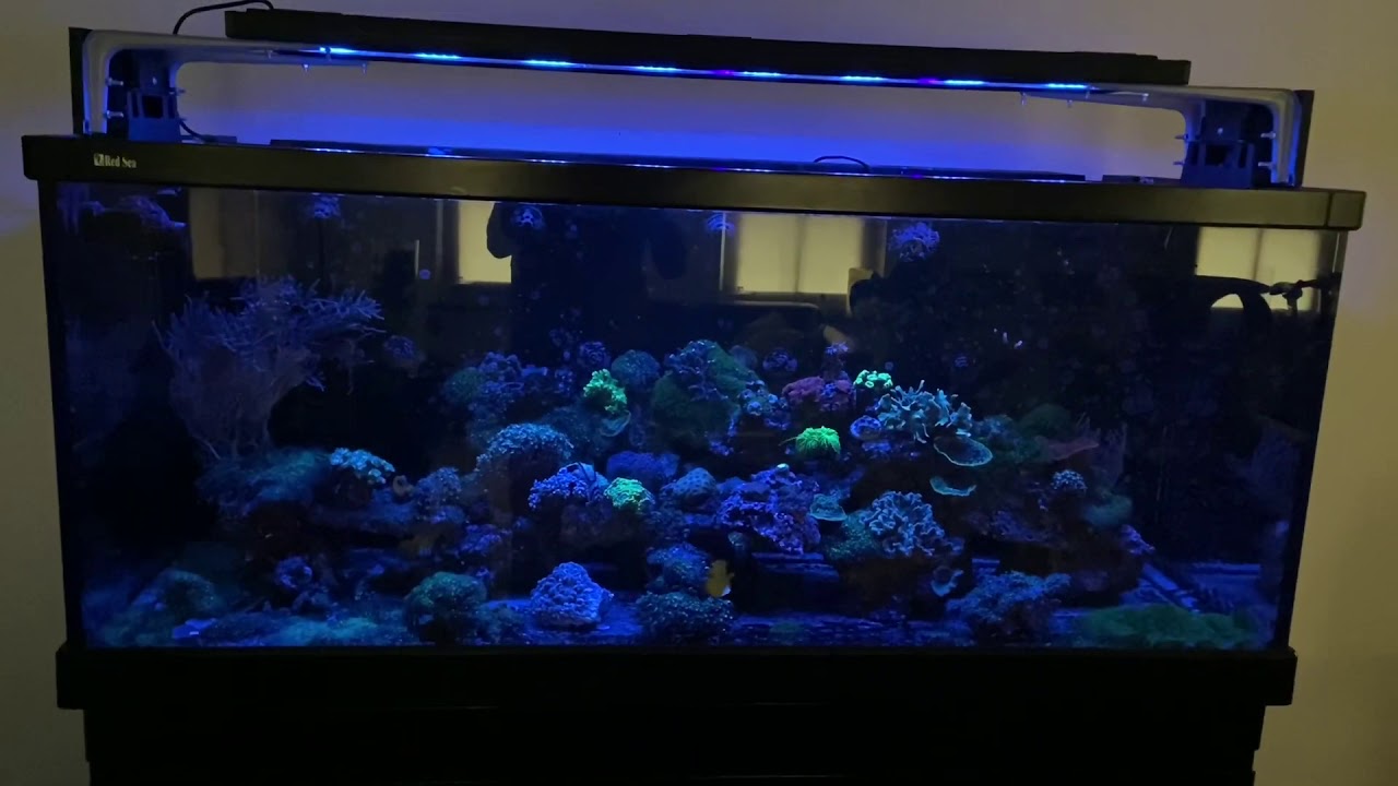 Vertex illumina op een red sea max 650 - YouTube