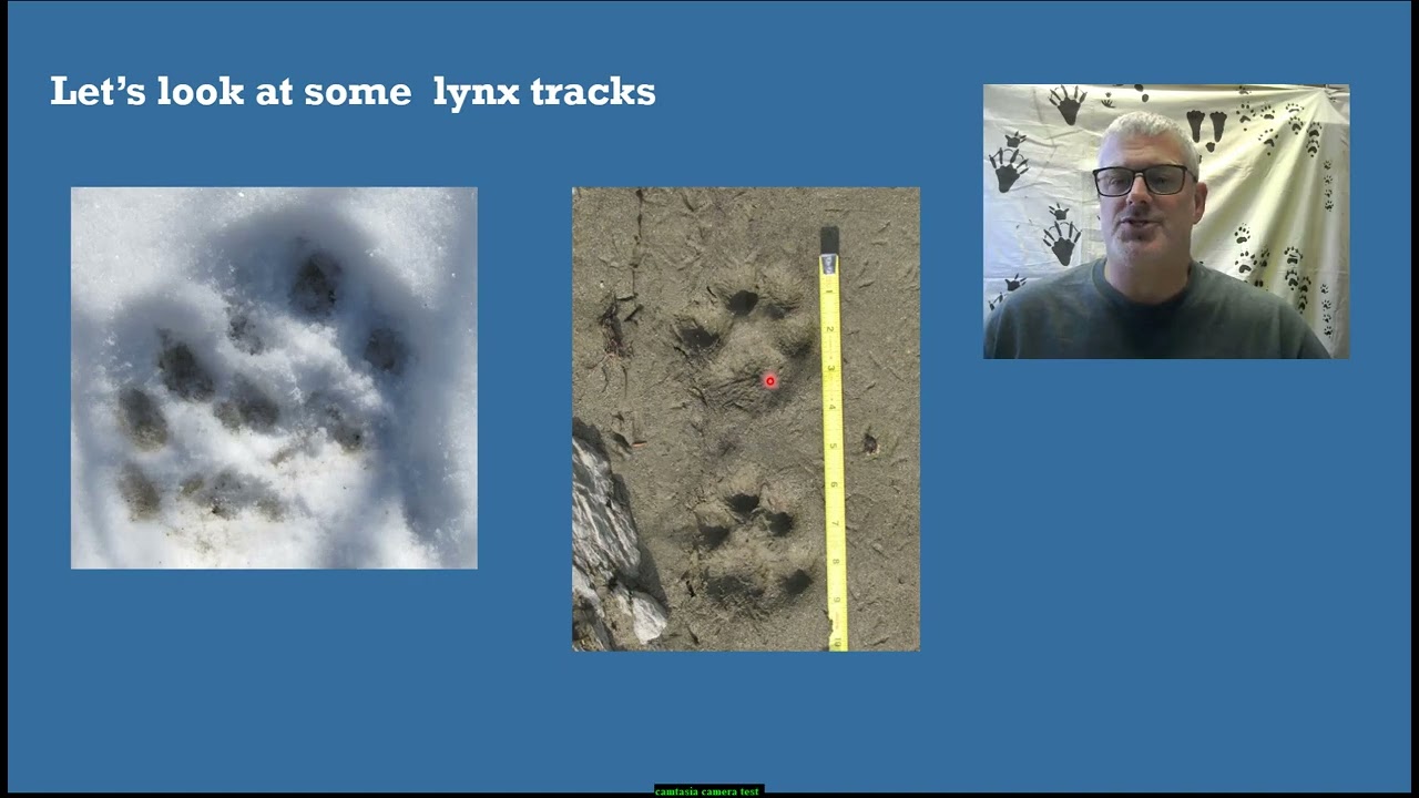 Lynx Tracks