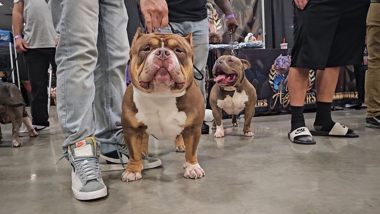 Chocolate Tri American BULLY dog - YouTube