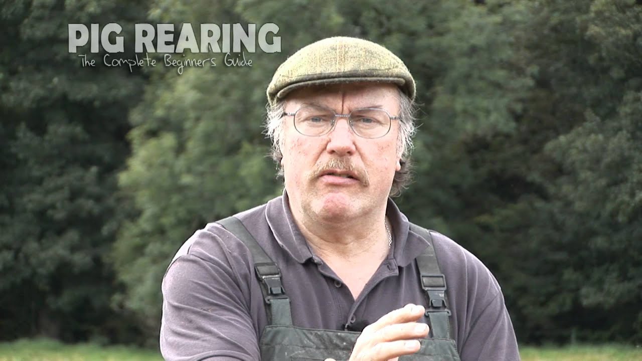 Pig Rearing Keeping The Beginners Guide Autumn Tips Blog YouTube pig-rearing-keeping-the-beginners-guide-autumn-tips-blog-youtube