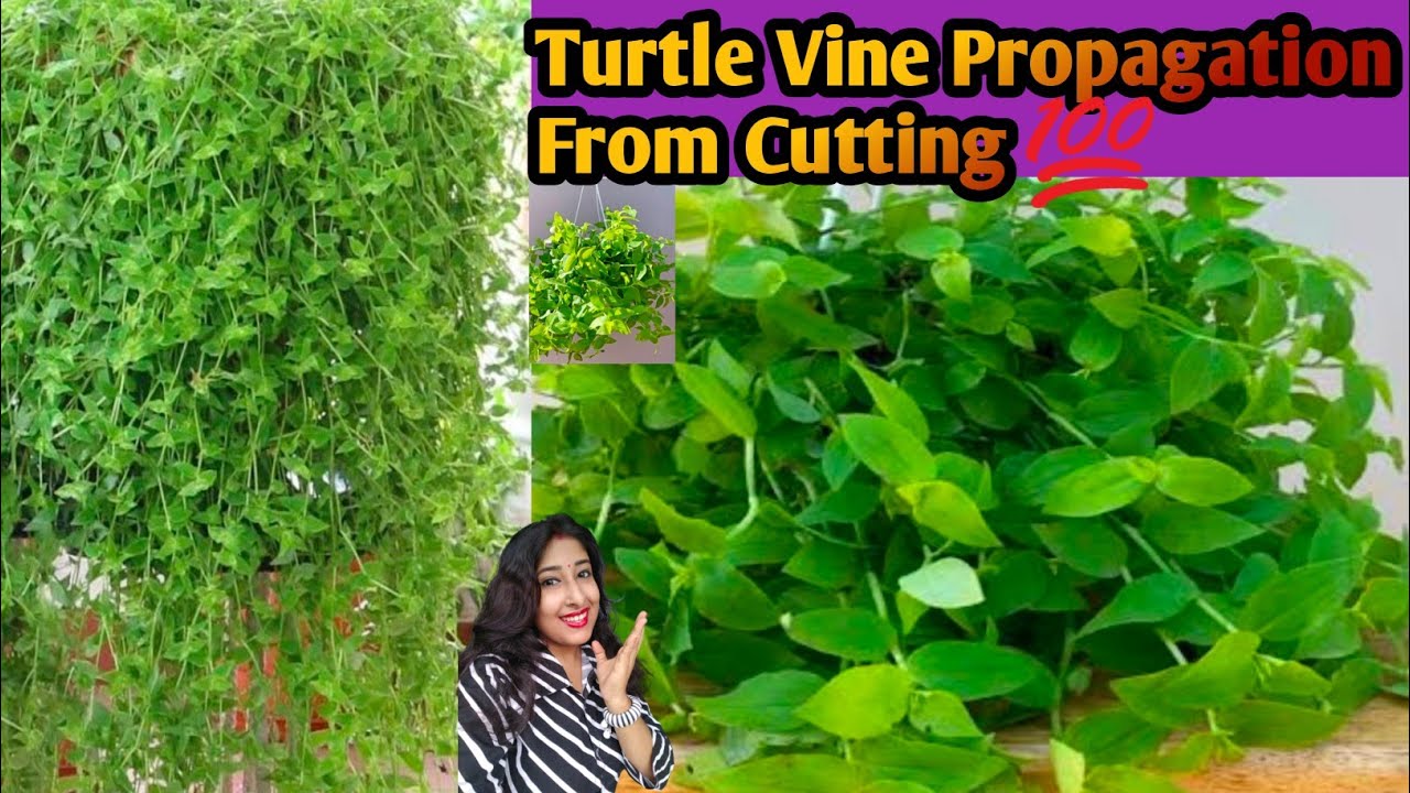 🪴🌿Laziest Way To Grow Turtle Vine From Cuttings/Easiest Way To Grow ...