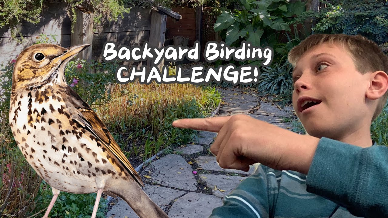 Backyard Birding Challenge! (Can I find rare birds?) - YouTube
