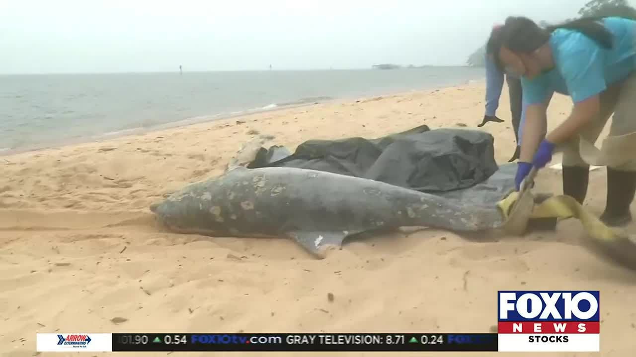 Necropsy performed on dolphin found in Fairhope - YouTube