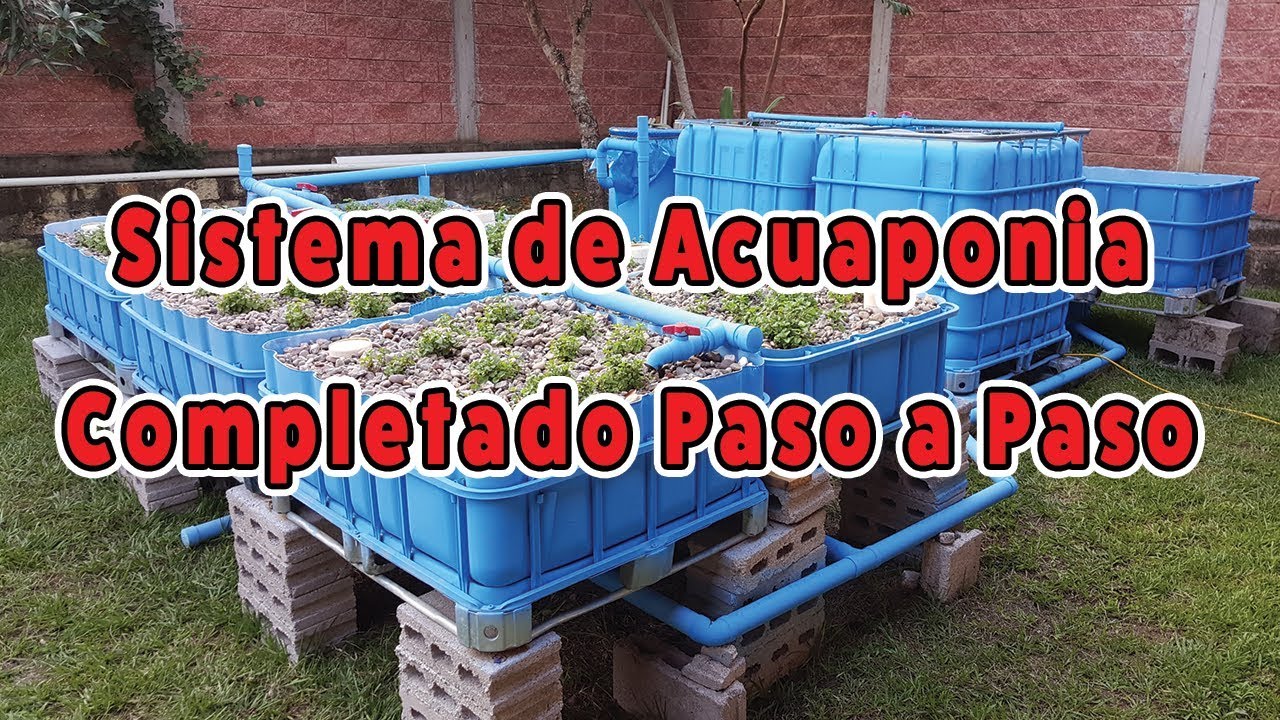 Sistema de Acuaponia Completado Paso a Paso (de principio a fin) - YouTube