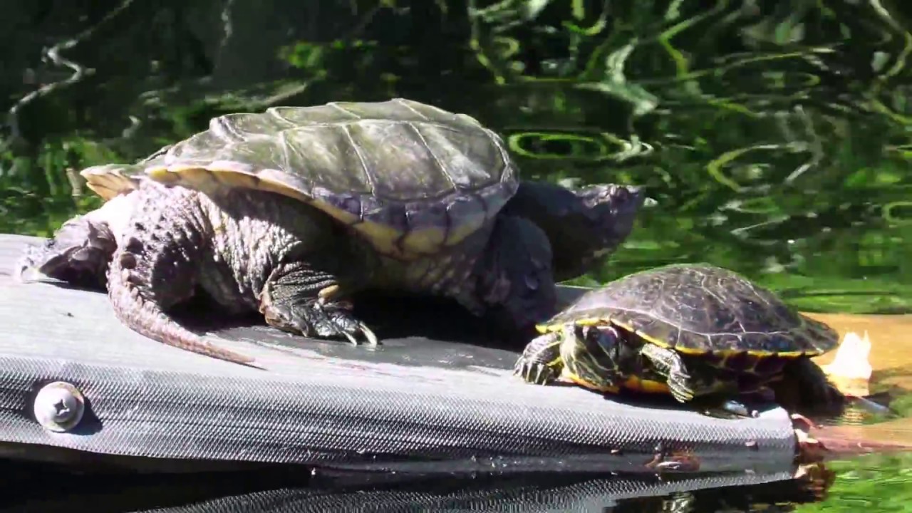 Snapping Turtle Sunbathing - YouTube