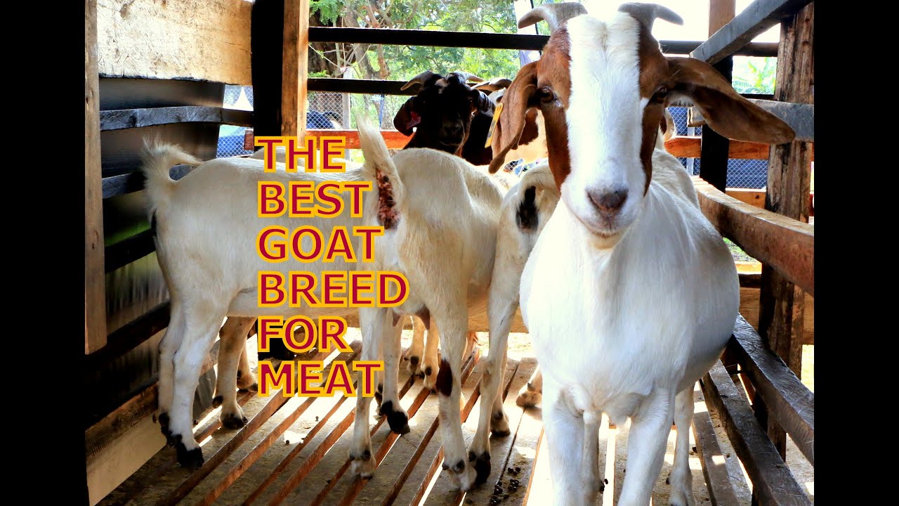 BEST MEAT GOAT BREEDS | THE BOER | BUY IT NOW - YouTube