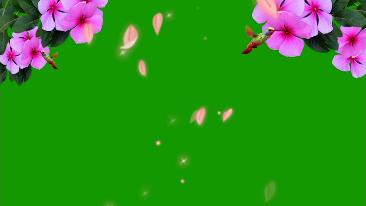 Falling Rose Petals / Nature Green Screen / Background Video Effects hd ...