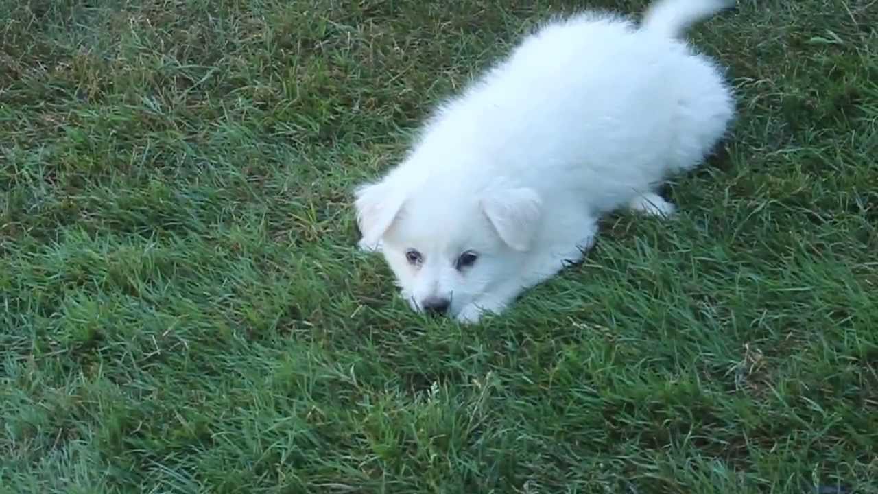 Bichomo Puppies - www.greenfieldpuppies.com - YouTube